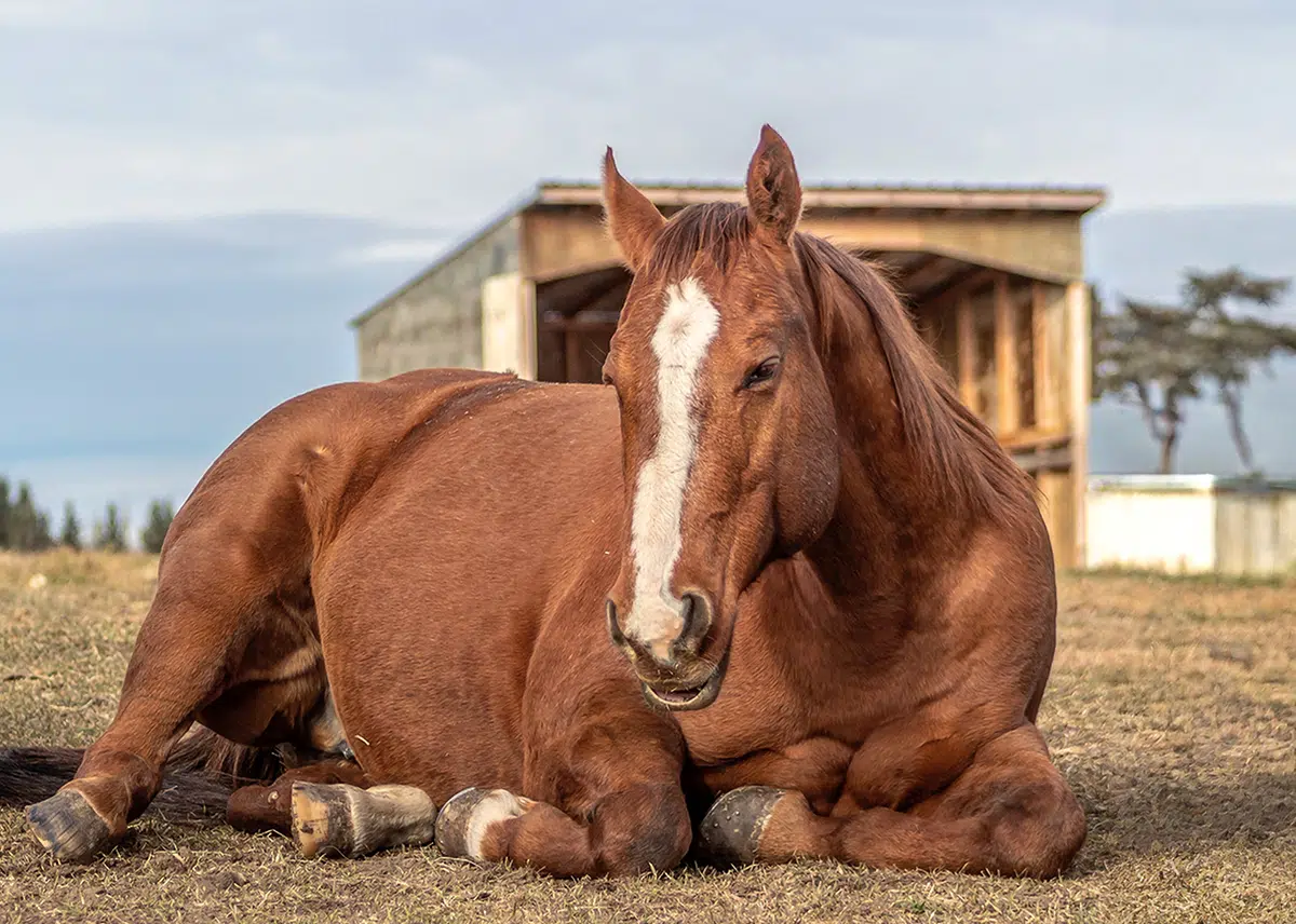 Awake at Night: Understanding Equine Sleep Disorders | Vet Advantage
